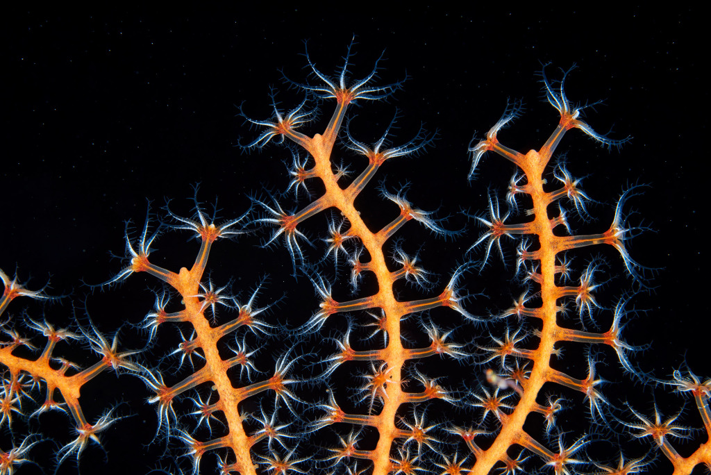 Alexander Semenov – Science Photo Library