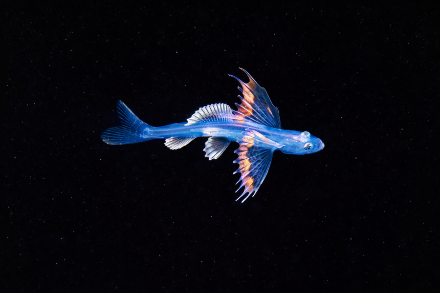 Alexander Semenov – Science Photo Library