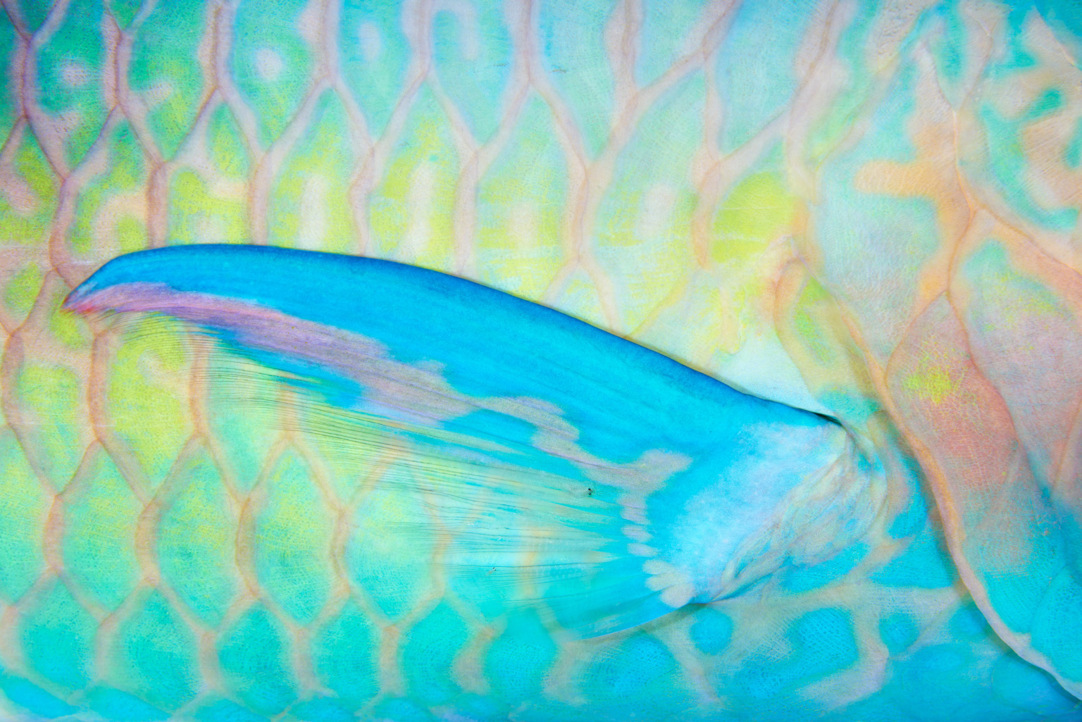 Alexander Semenov – Science Photo Library