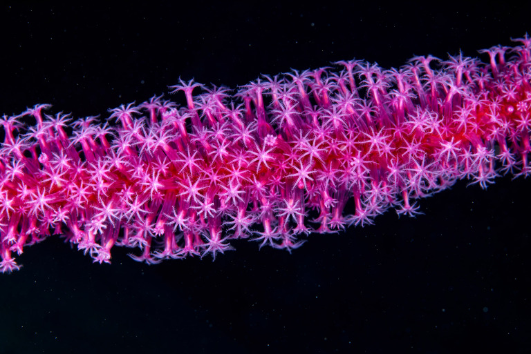 Alexander Semenov – Science Photo Library