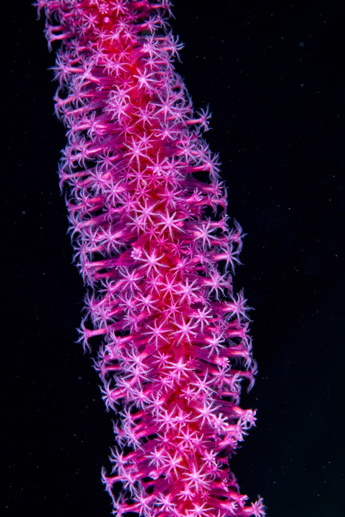 Alexander Semenov – Science Photo Library