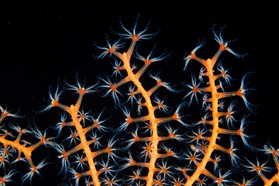 Alexander Semenov – Science Photo Library