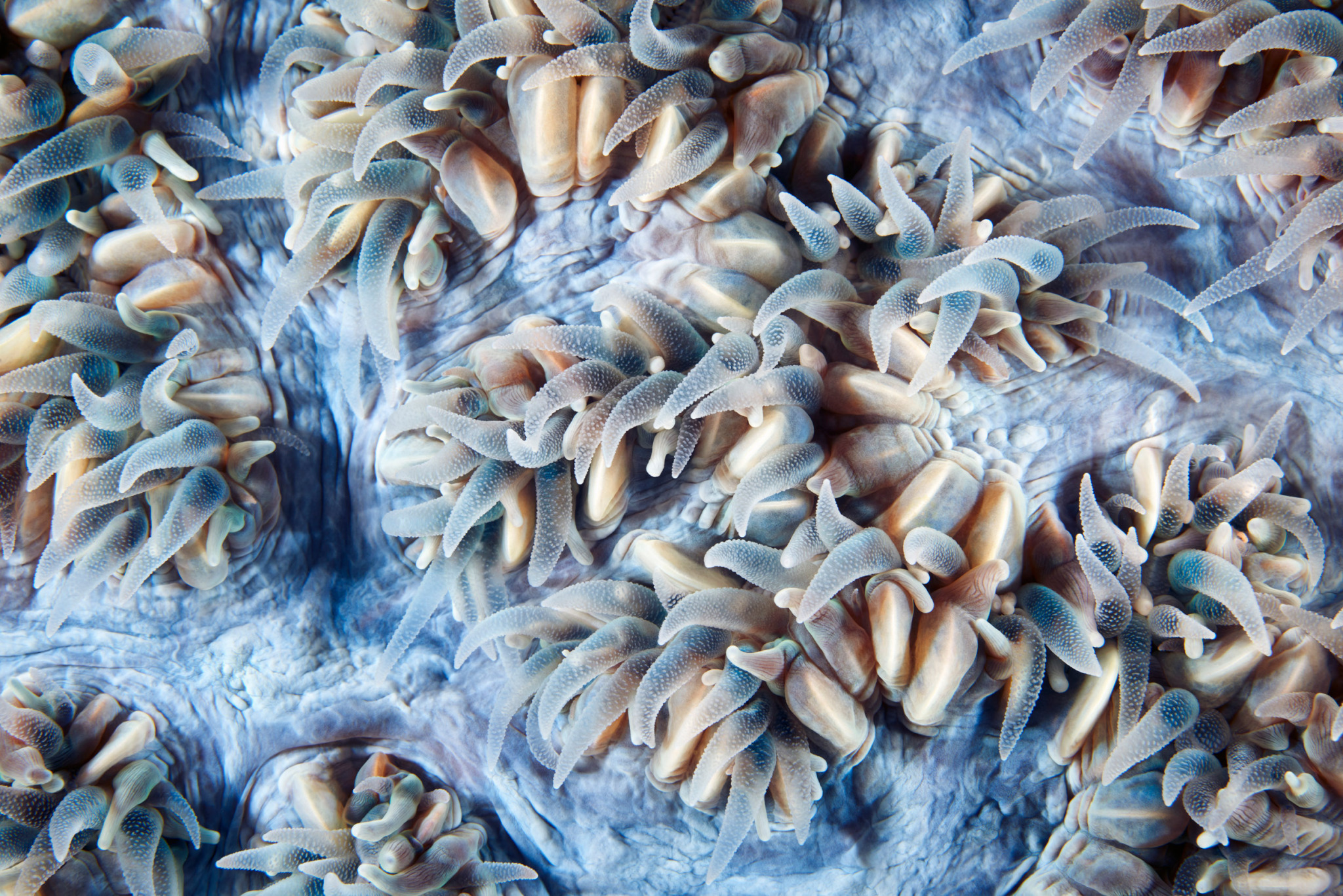 Alexander Semenov – Science Photo Library