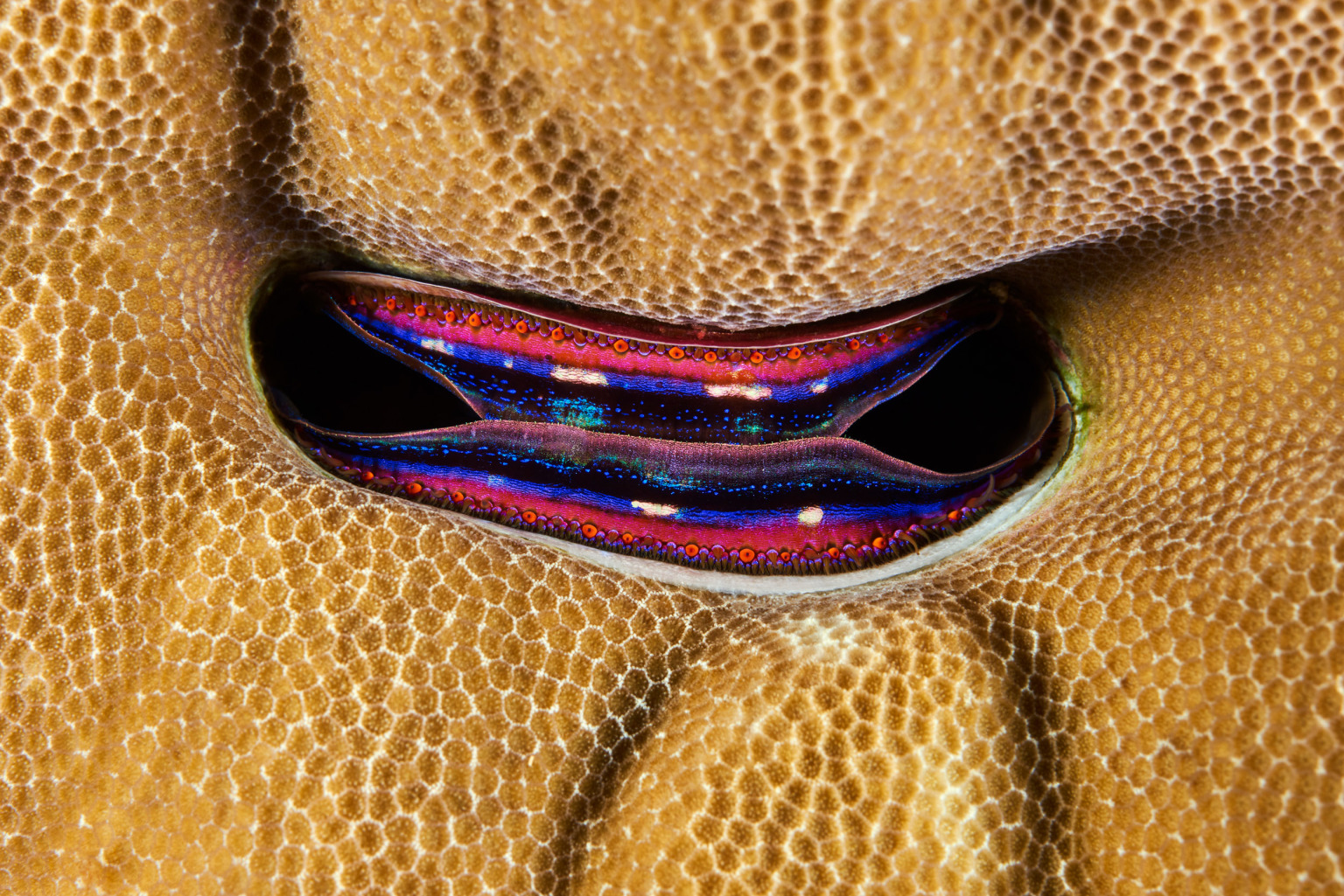 Alexander Semenov – Science Photo Library