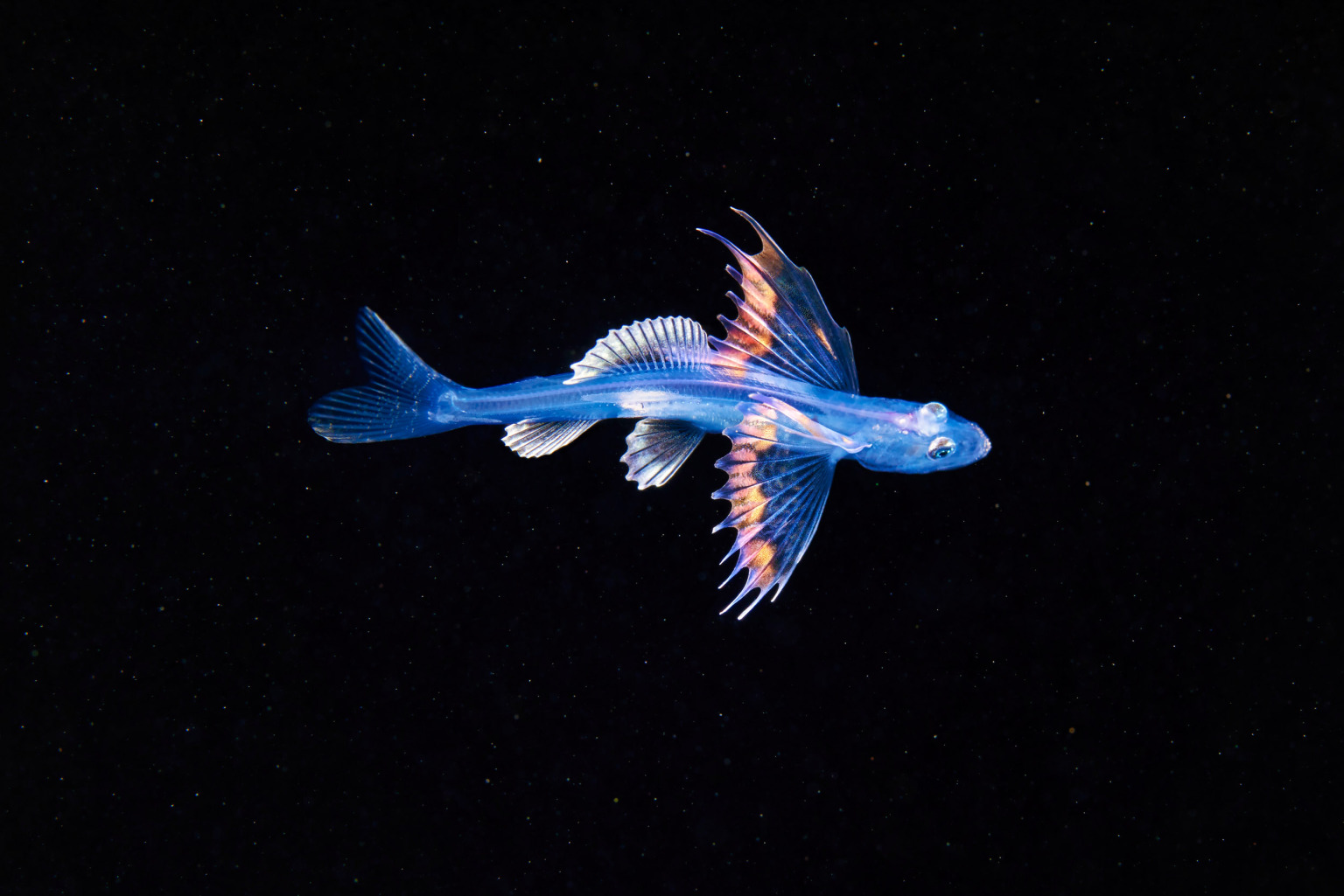 Alexander Semenov – Science Photo Library