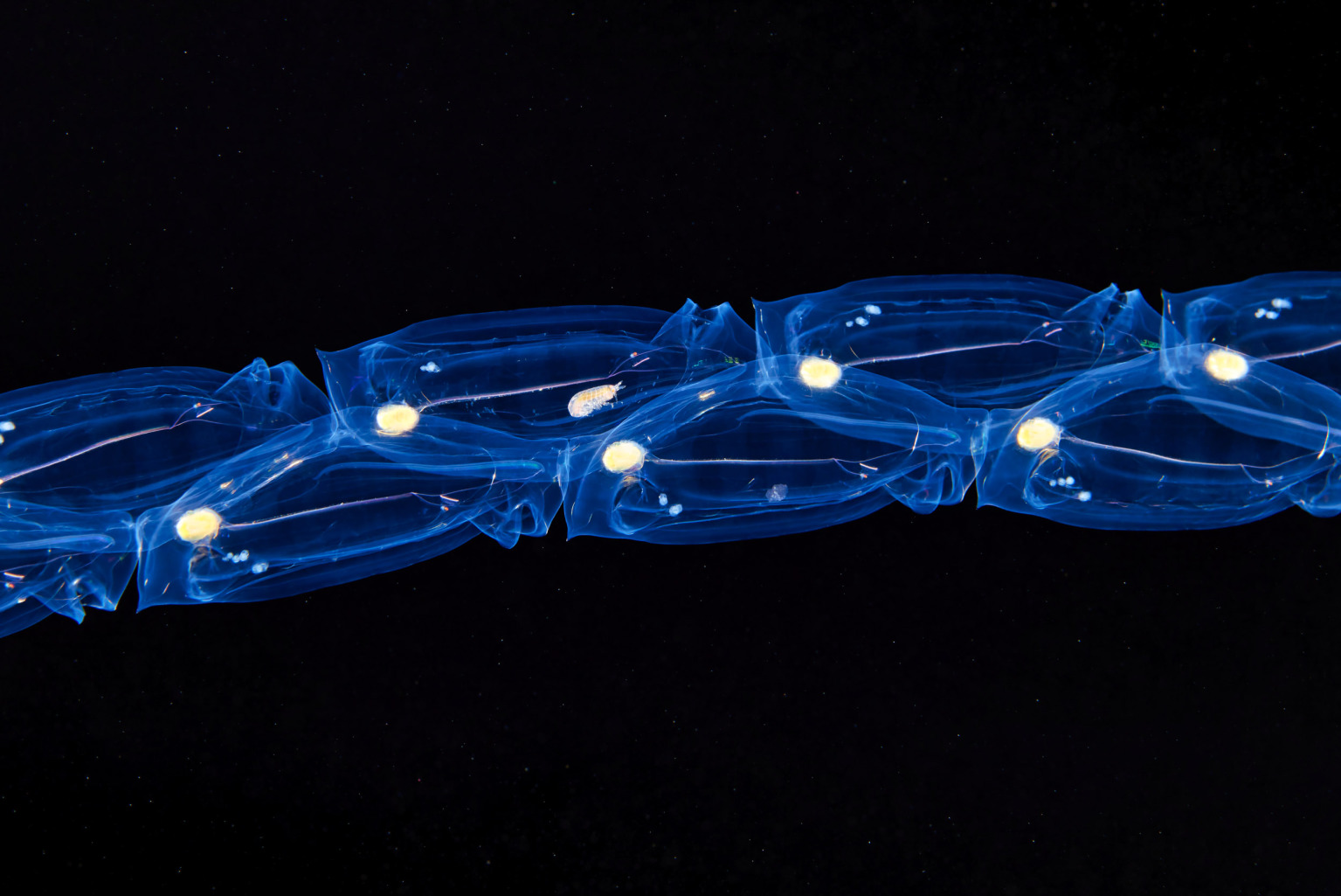 Alexander Semenov – Science Photo Library