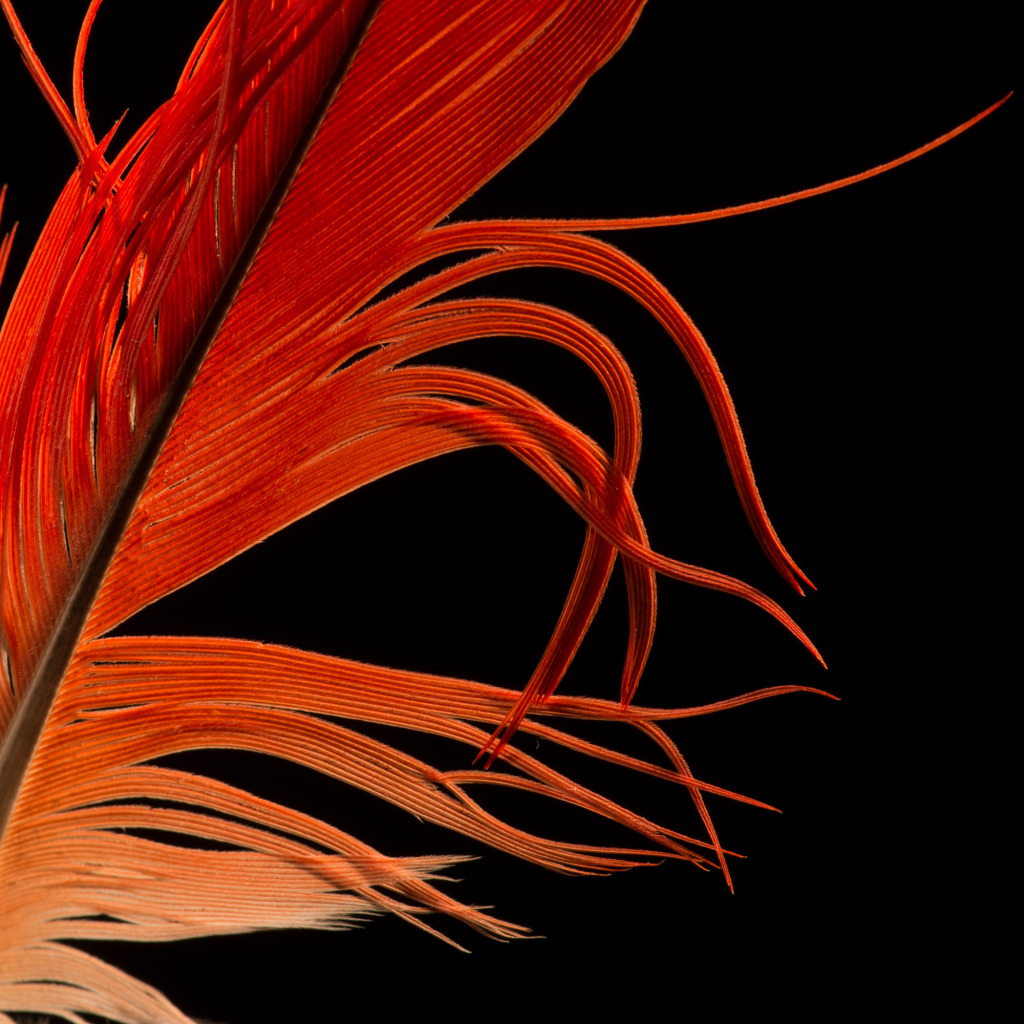 Nature Picture Library – Details – Science Photo Library