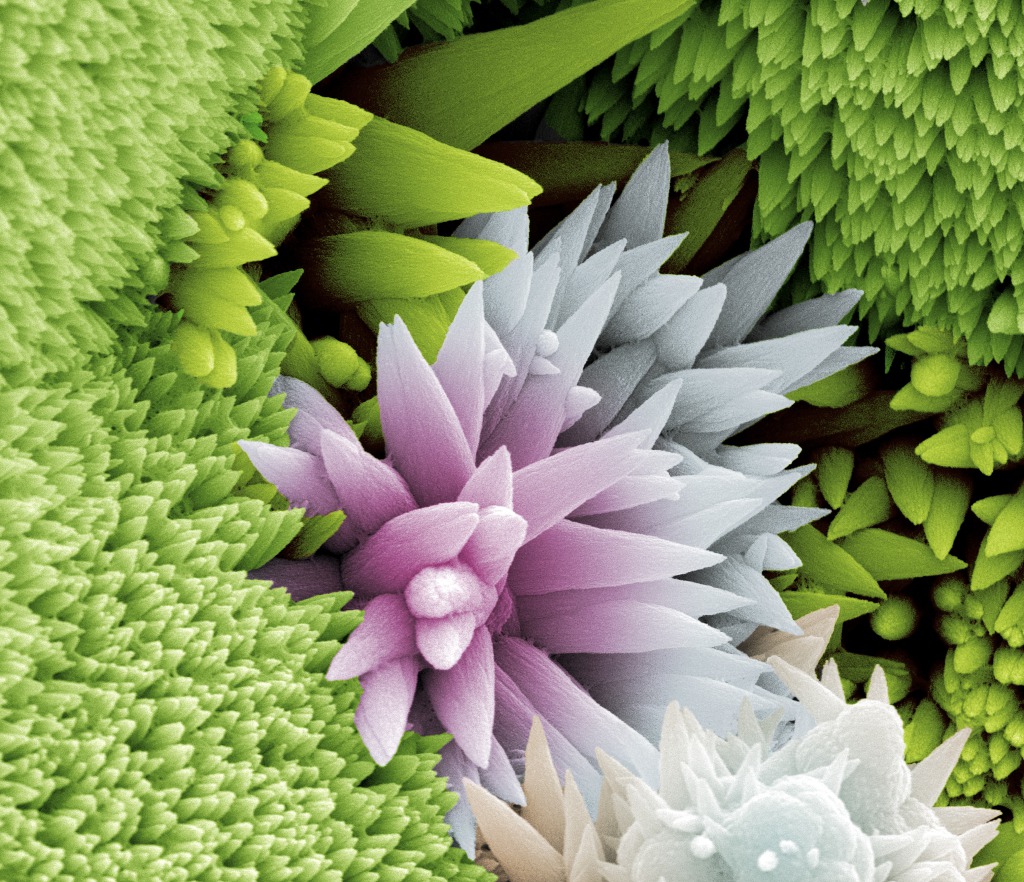 Crystals SEM – Science Photo Library