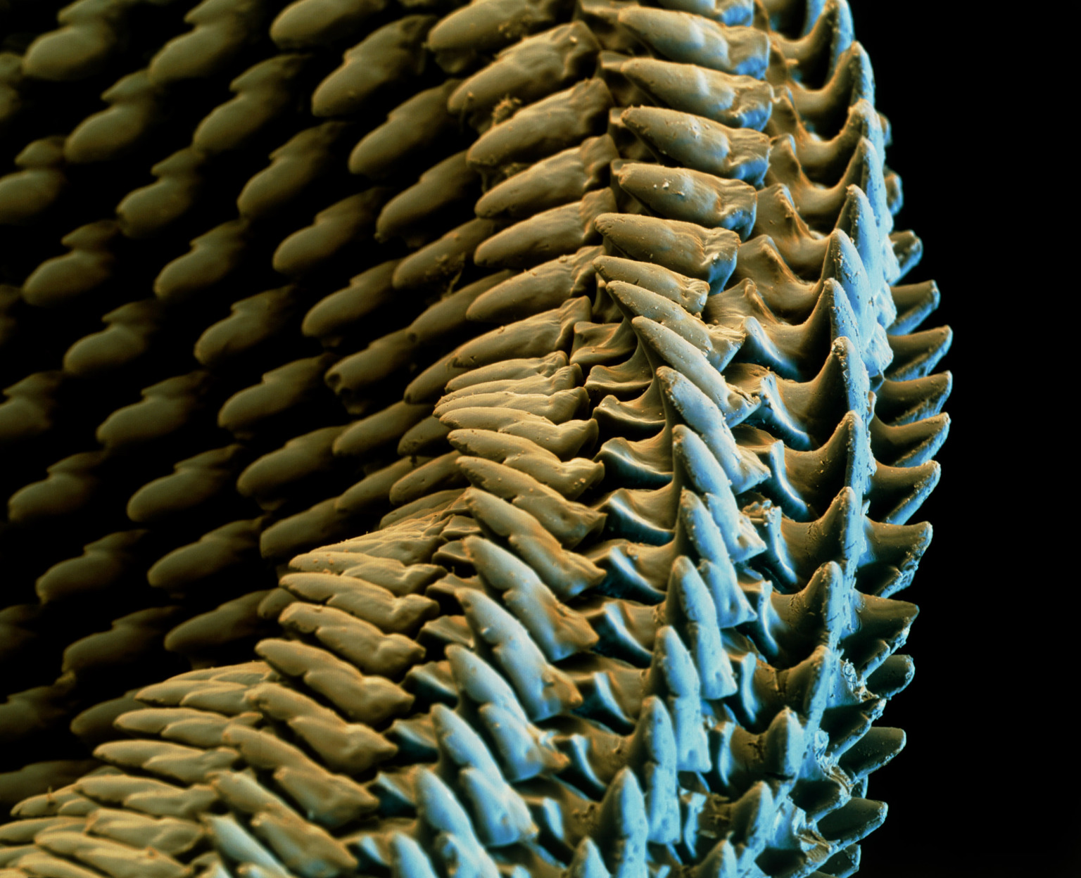 Eye of Science – Science Photo Library