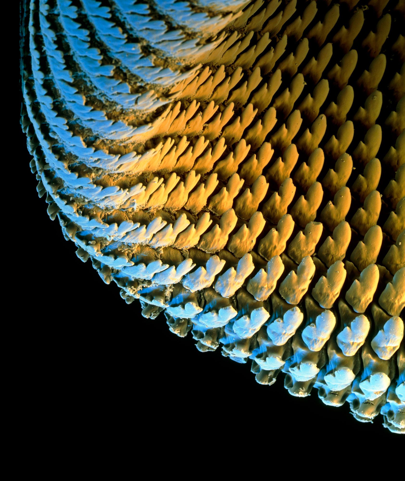 Eye of Science – Science Photo Library