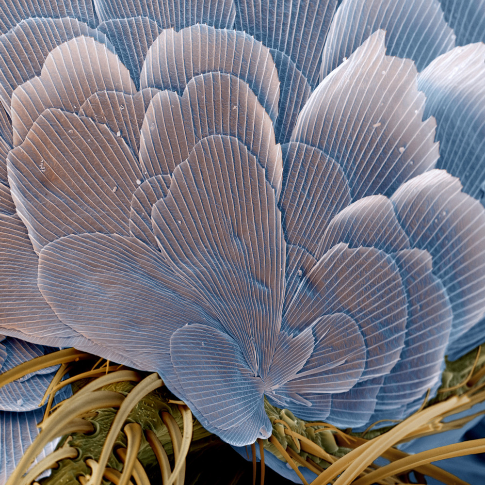 Eye of Science – Science Photo Library