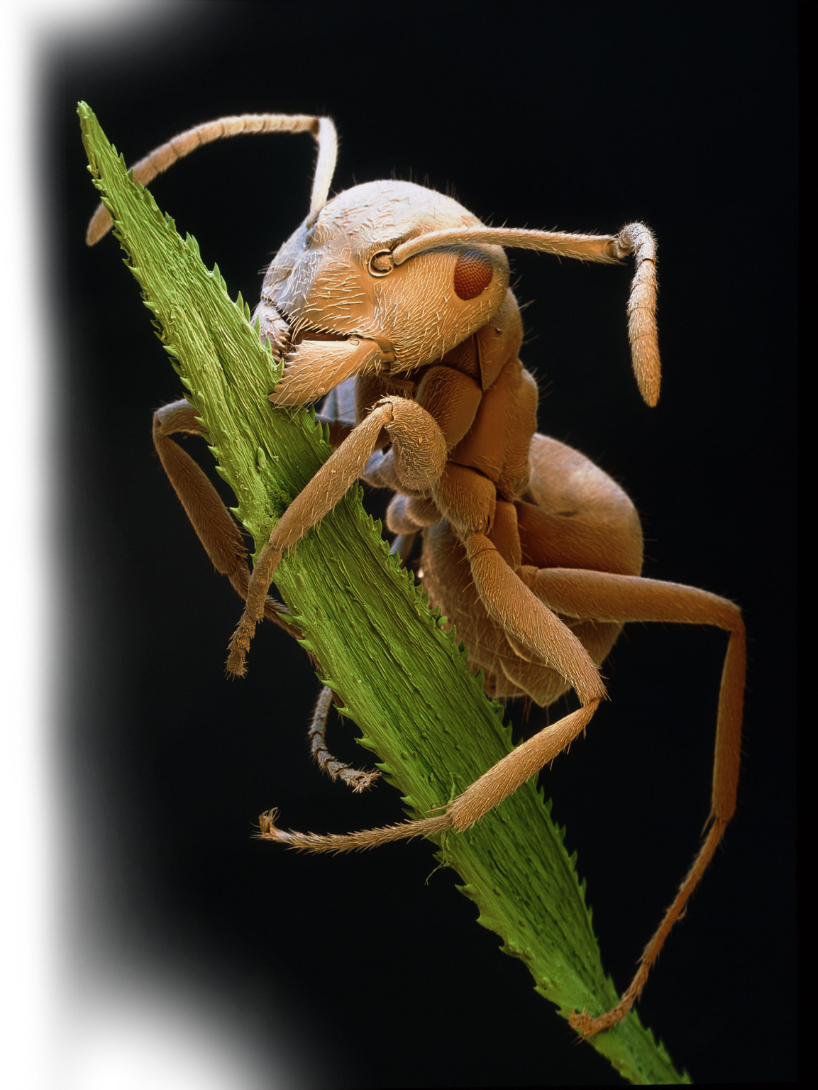 Eye of Science – Science Photo Library