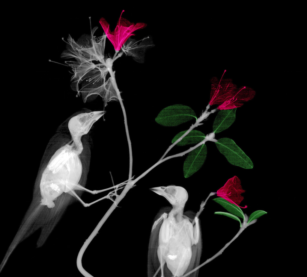 Arie van ‘t Riet – Science Photo Library