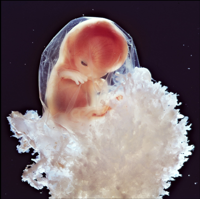 Lennart Nilsson – Science Photo Library