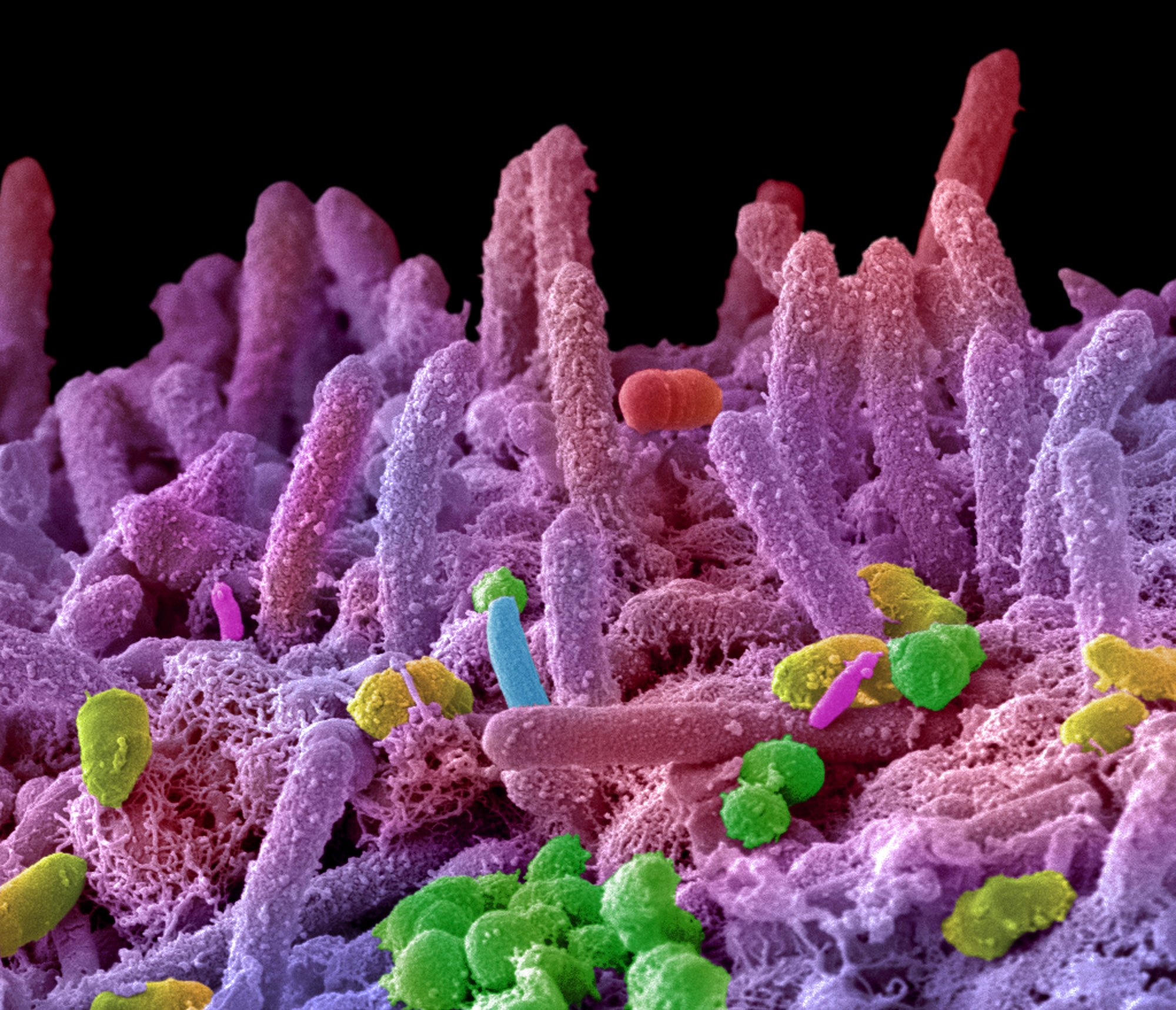 ALDRICHPEARS ASSOCIATES X SURREY BIOFUEL FACILITY – Science Photo Library