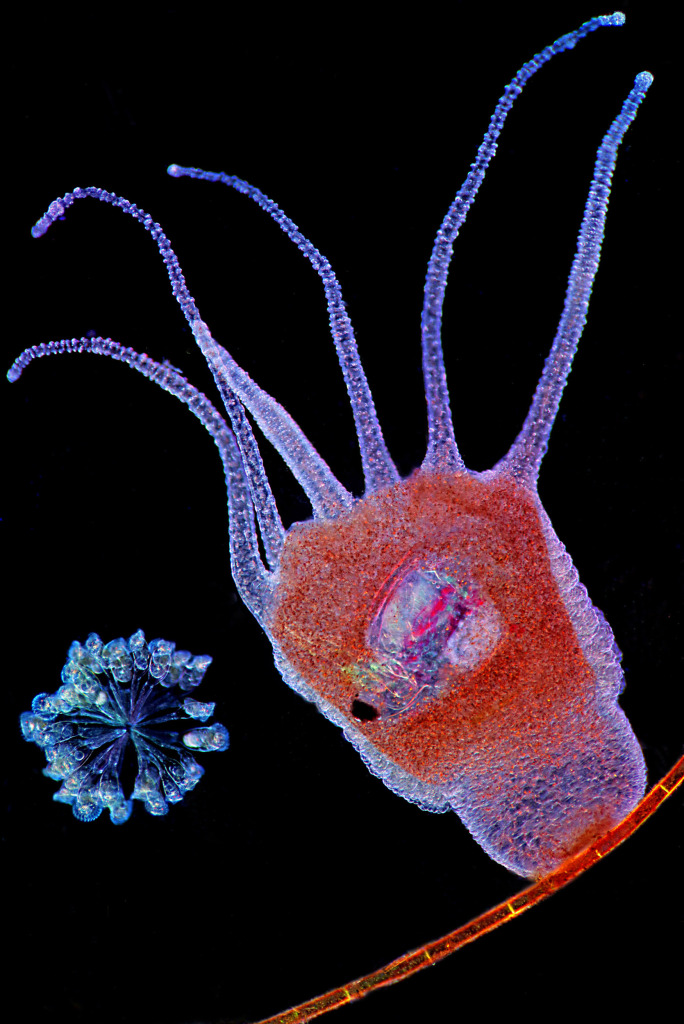 Marek Miś – Science Photo Library