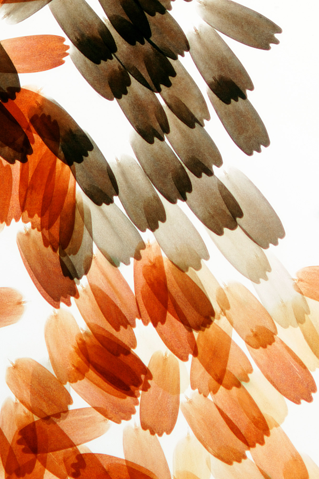 Frank Fox – Science Photo Library