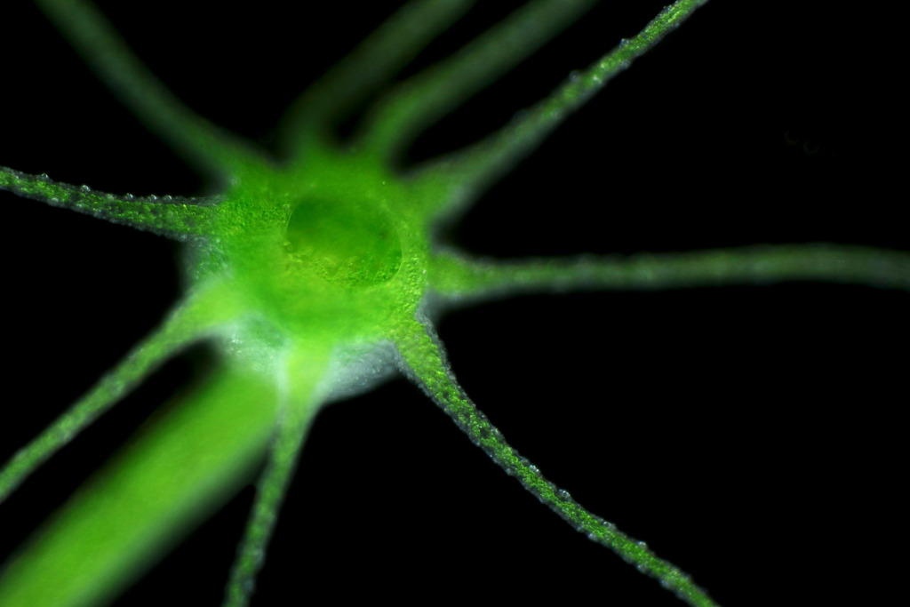 Frank Fox – Science Photo Library