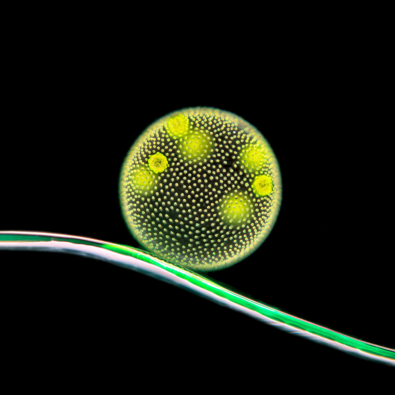 Frank Fox – Science Photo Library