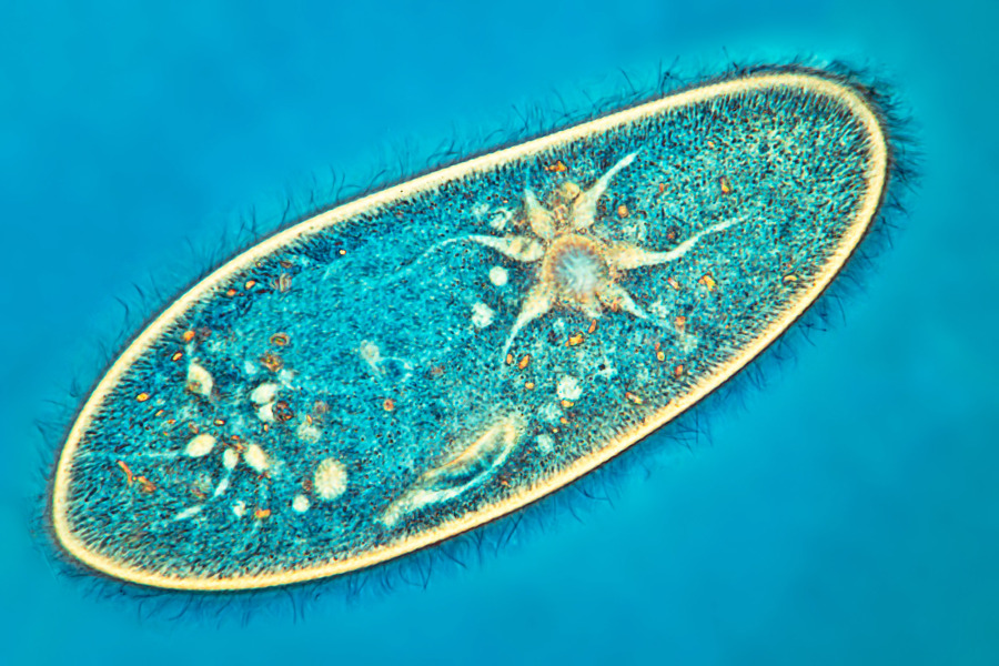 Frank Fox – Science Photo Library