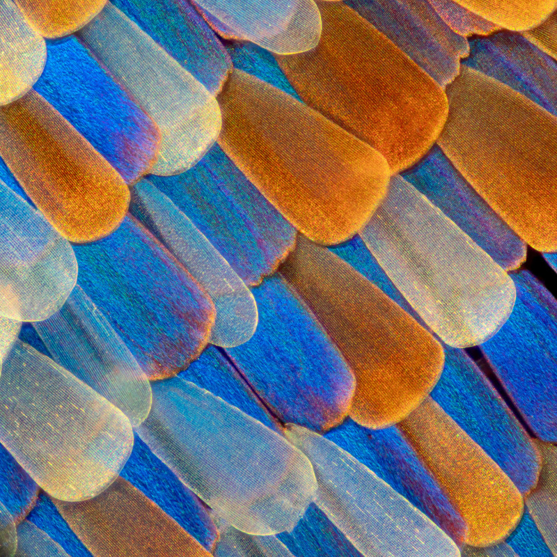 Frank Fox – Science Photo Library