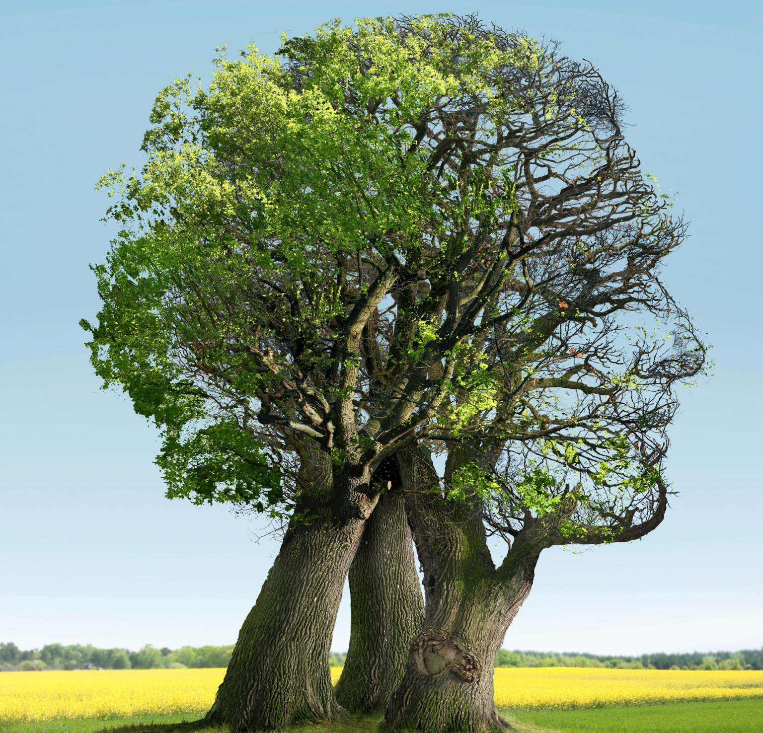 Wieslaw Smetek – Science Photo Library