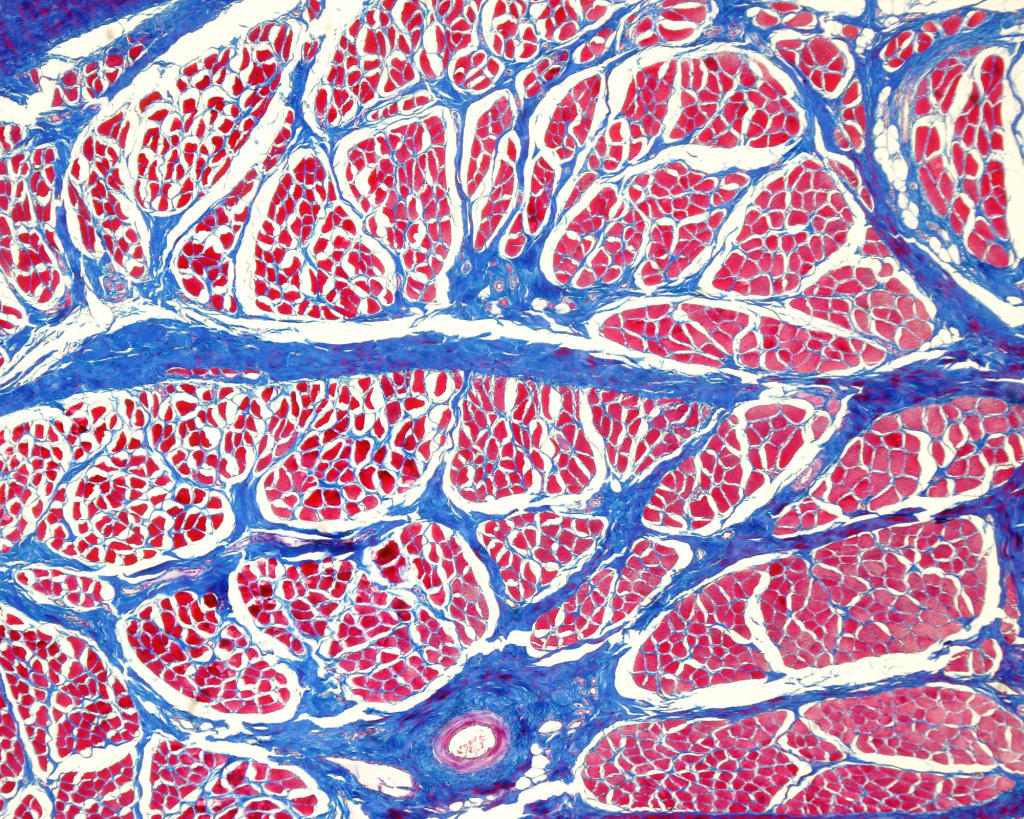 Abstract Bodies - A Unique Perspective from Histology Experts