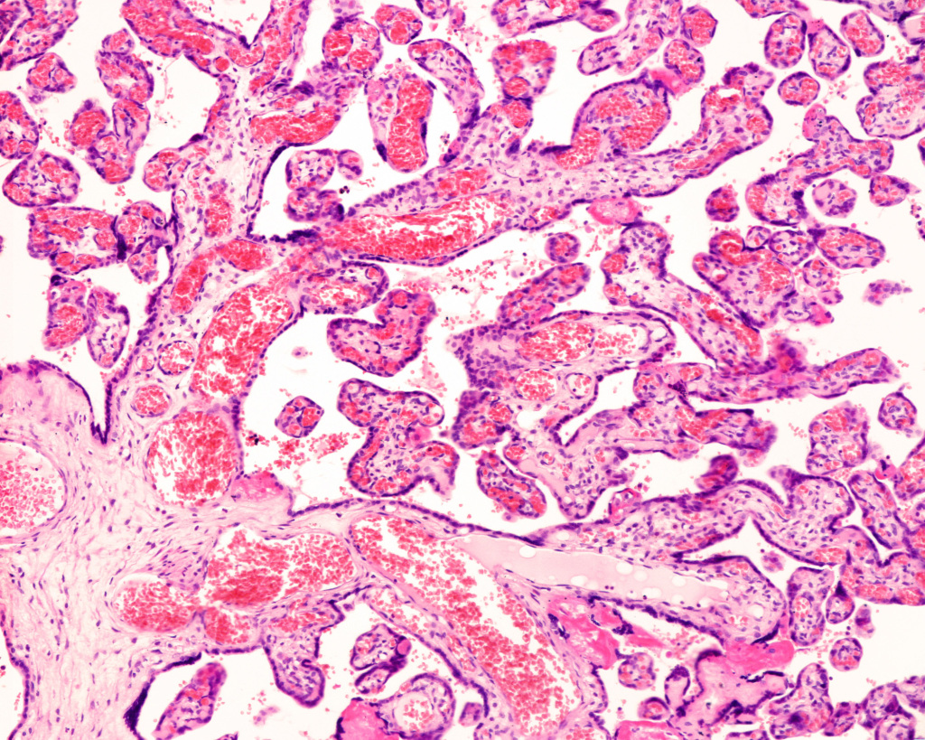 Abstract Bodies - A Unique Perspective from Histology Experts
